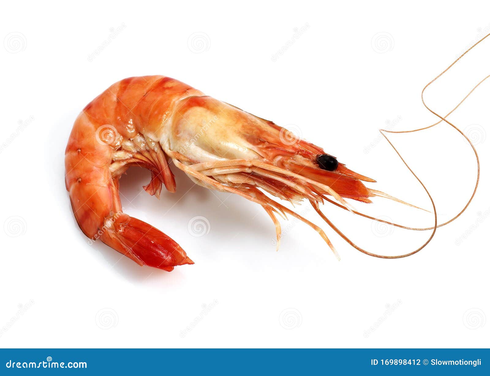 CREVETTE ROSE stock photo. Image of common, life, prawn - 169898412