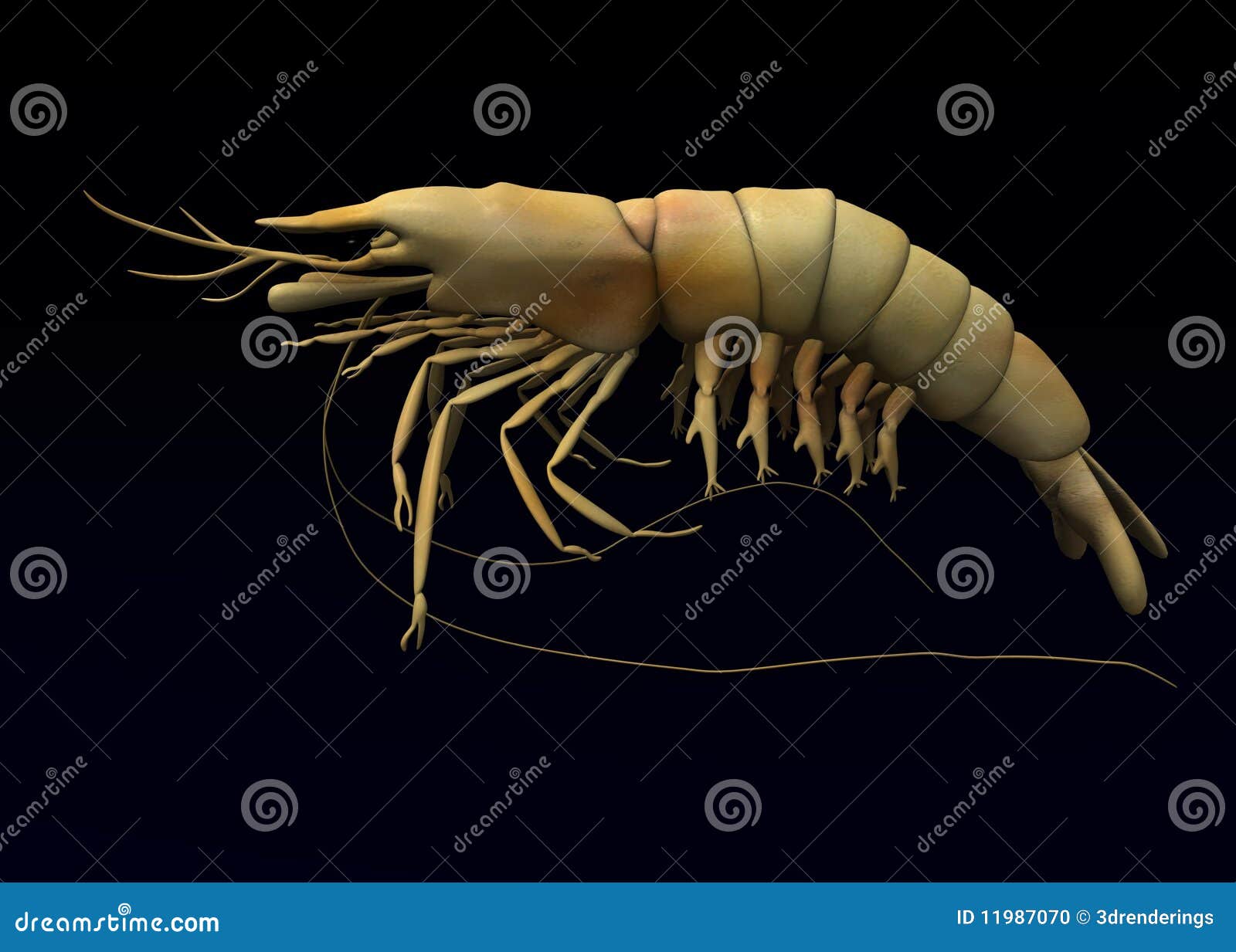 Prawn animal stock illustration. Illustration of animals - 11987070