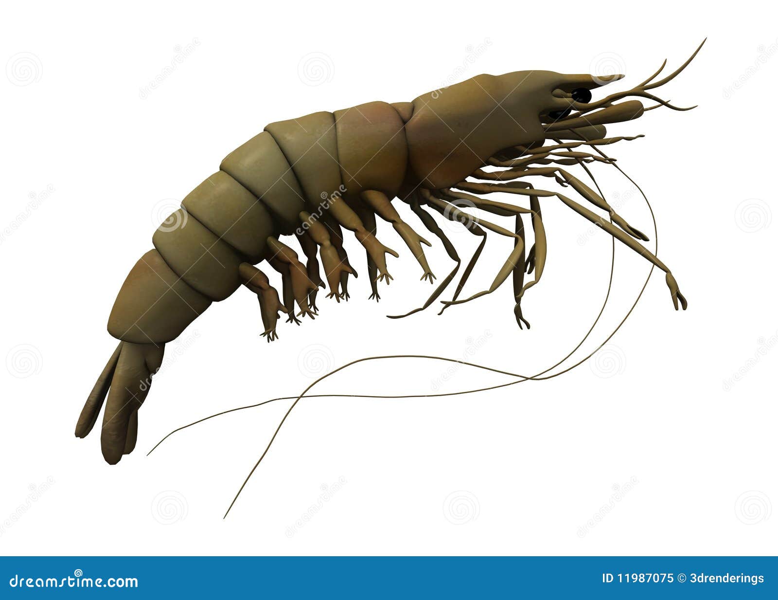Prawn Animal Stock Photo | CartoonDealer.com #11987070