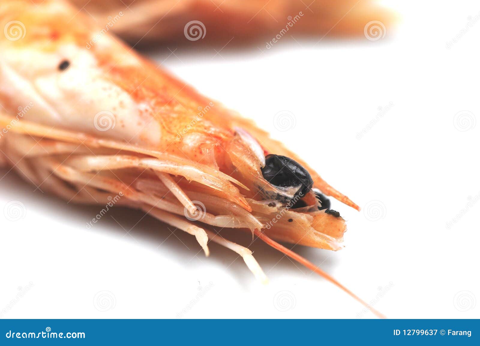 Prawn closeup stock image. Image of delicious, macro - 12799637