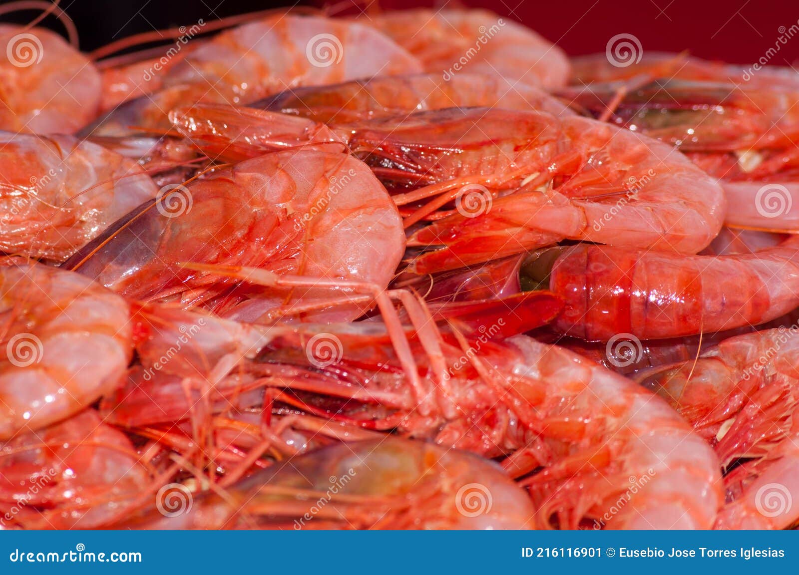 Prawn Dish Facing Left. Species Called Red Gamba or Gambon Stock Image ...