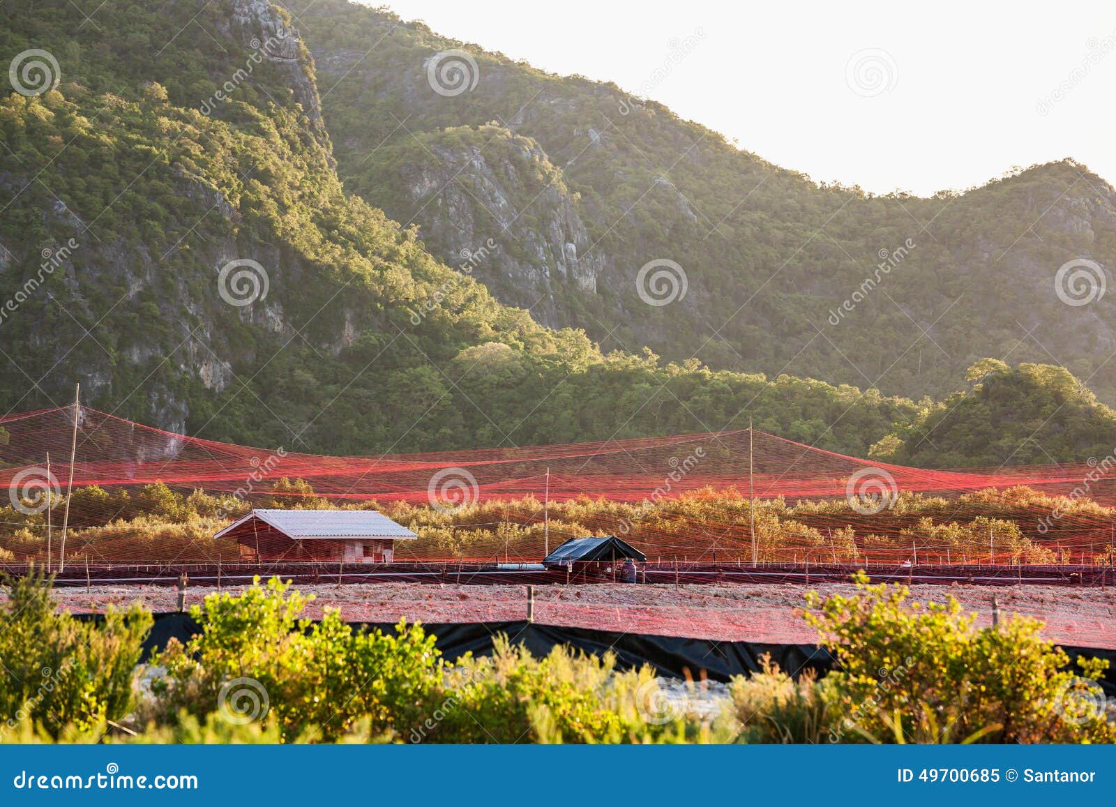Prawn farm stock image. Image of outdoors, shrimp, farm - 49700685