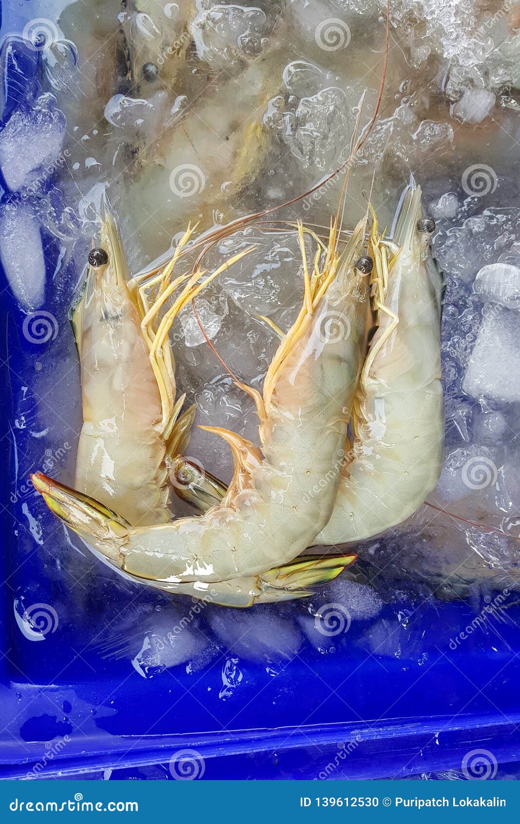 Prawn Fenneropenaeus Merguiensis Keep Fresh in Ice Stock Photo - Image ...