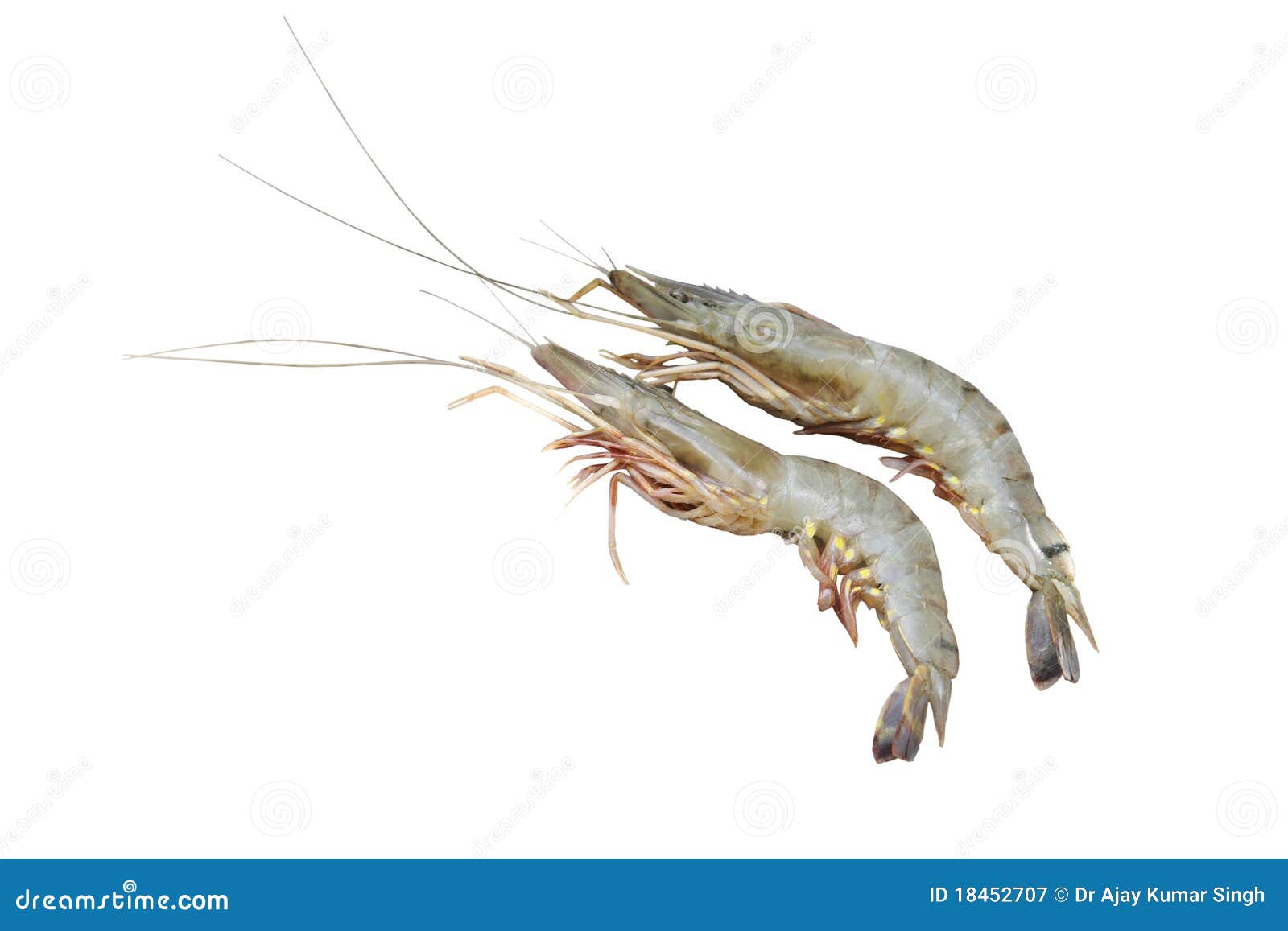 Prawn Fish Isolated On White Royalty Free Stock Photography - Image ...