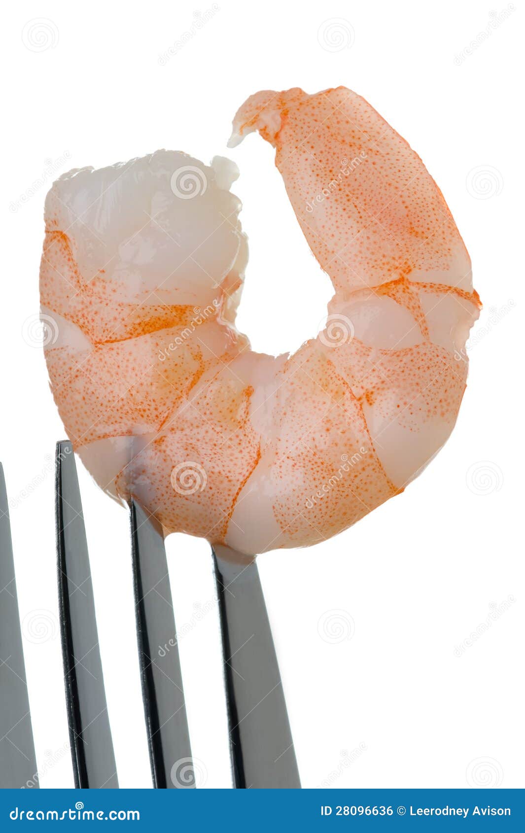Prawn on a fork stock photo. Image of close, prongs, fresh - 28096636