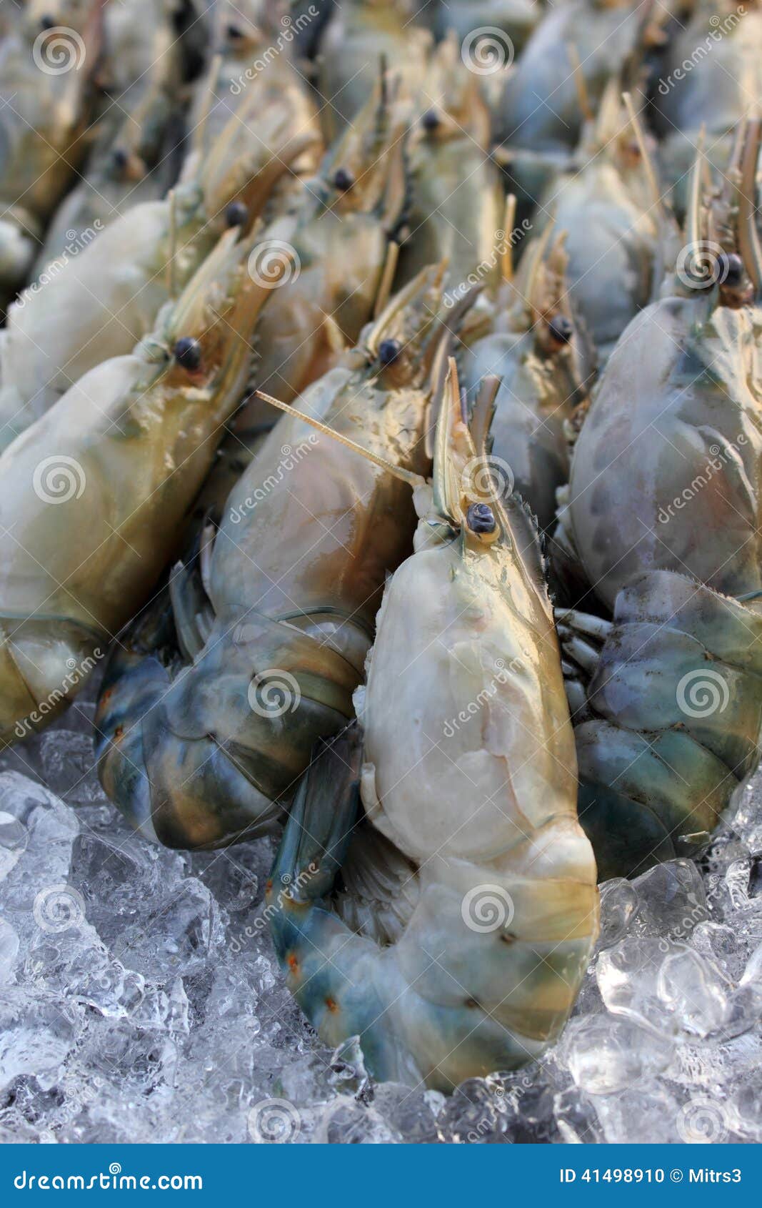 Prawn on ice stock photo. Image of fish, prawns, supermarket - 41498910
