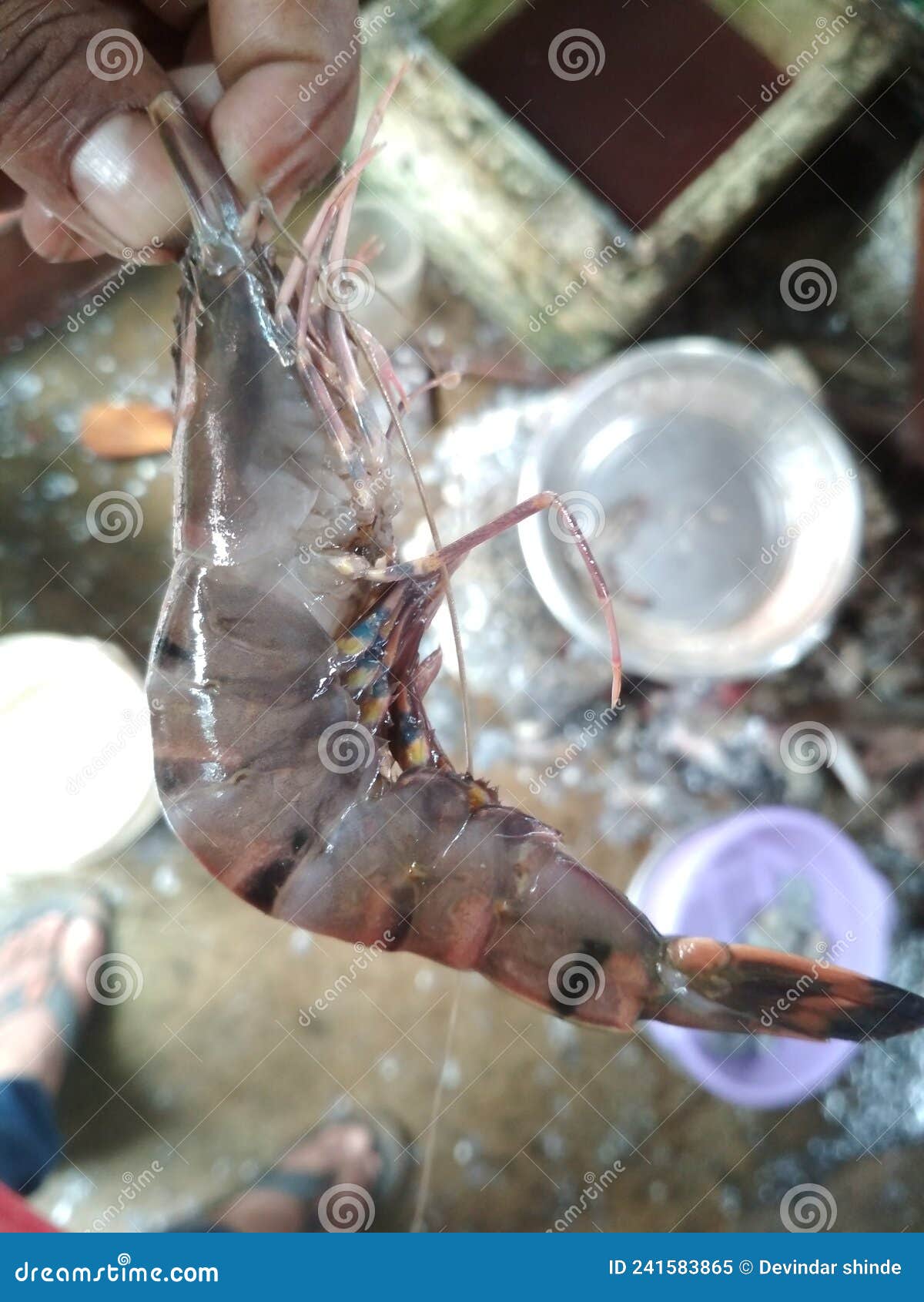 Prawn in market take hand stock image. Image of market - 241583865