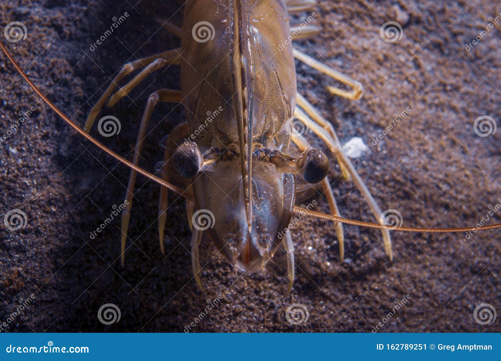 Prawn on the ocean floor stock image. Image of beach - 162789251