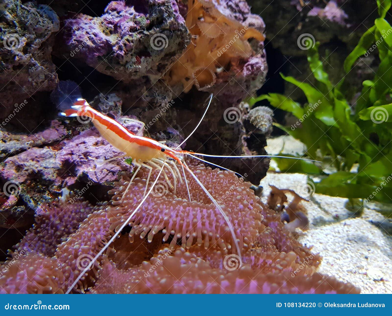Prawn stock photo. Image of ocean, corals, animals, oceanarium - 108134220