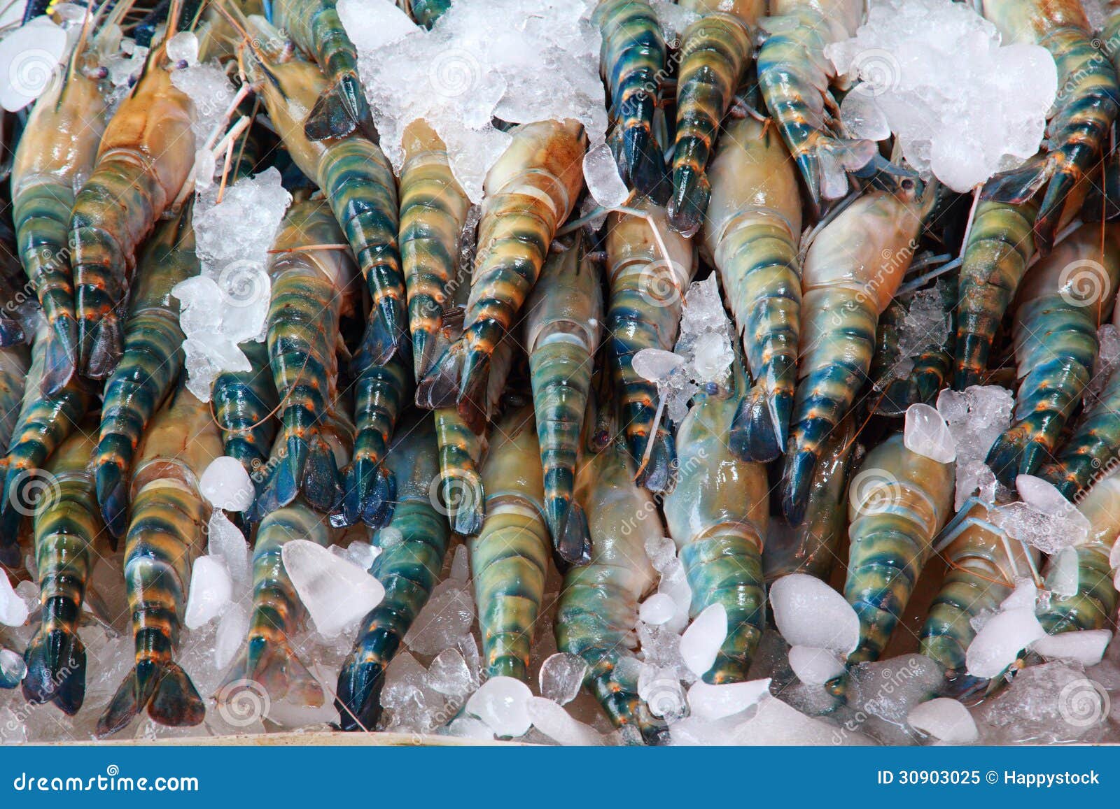 Prawn, River Shrimp common stock image. Image of frame - 30903025