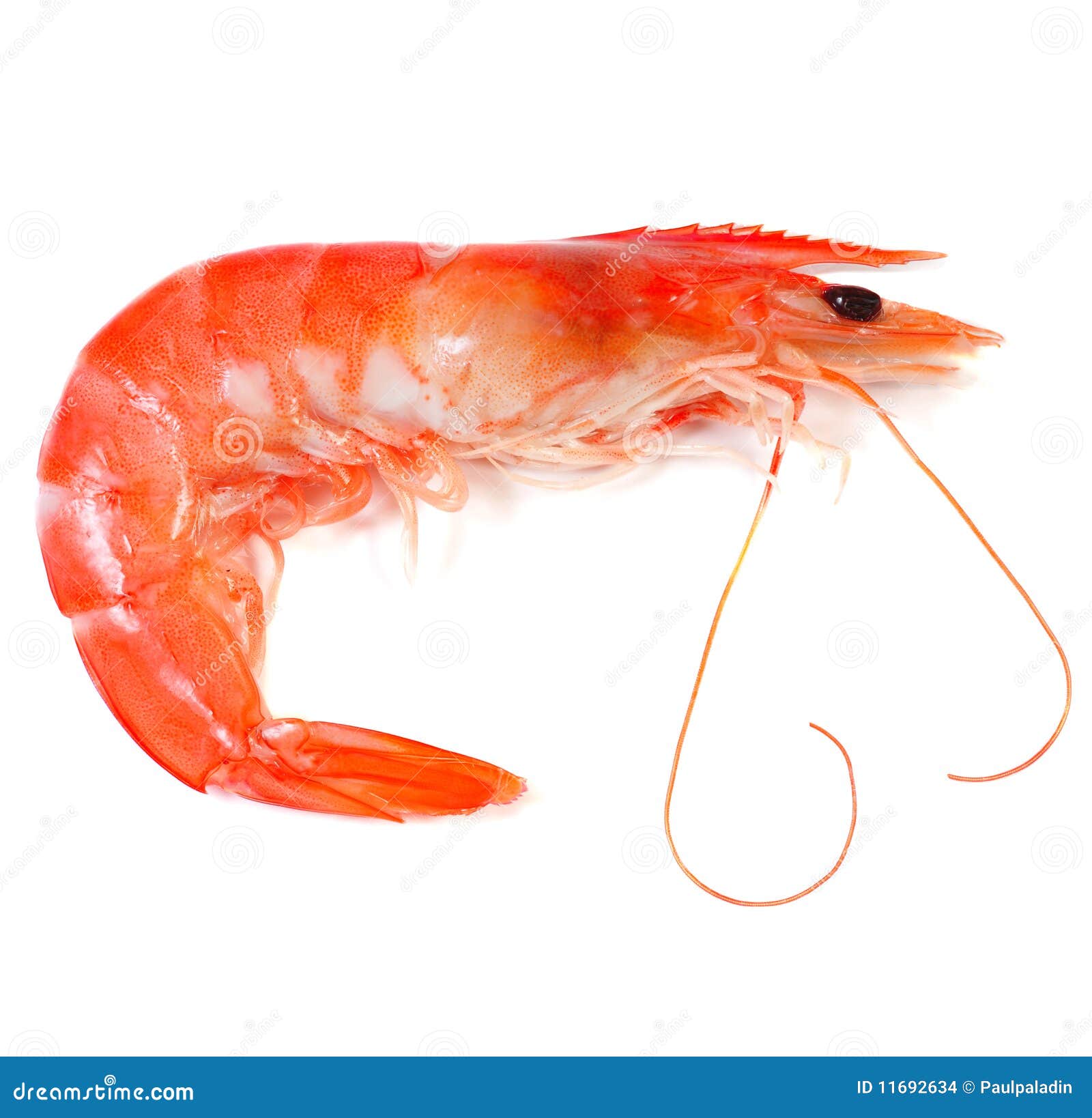 Prawn shrimp stock photo. Image of closeup, shrimp, white - 11692634