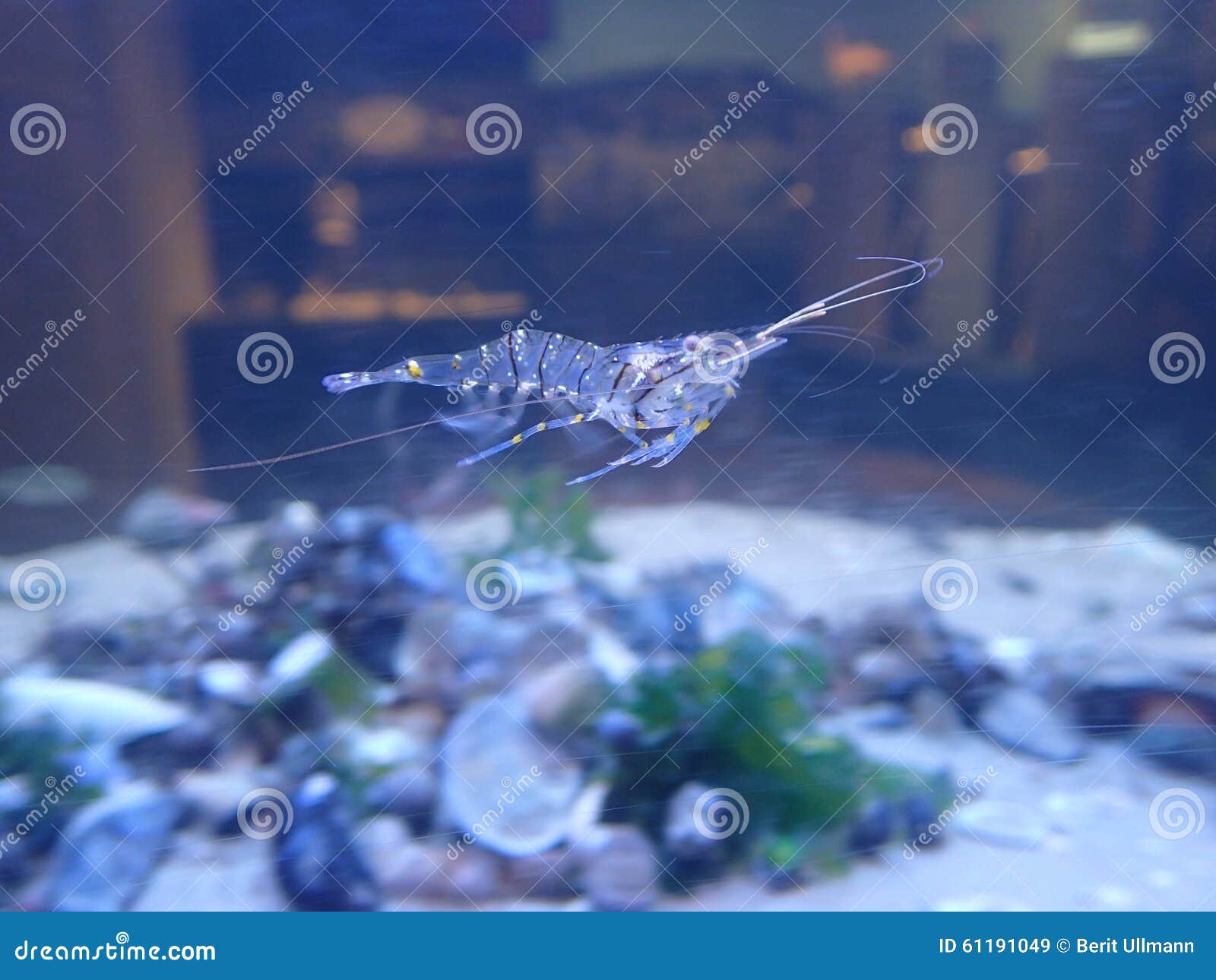 Prawn stock image. Image of yellow, aquarium, clear, ocean - 61191049