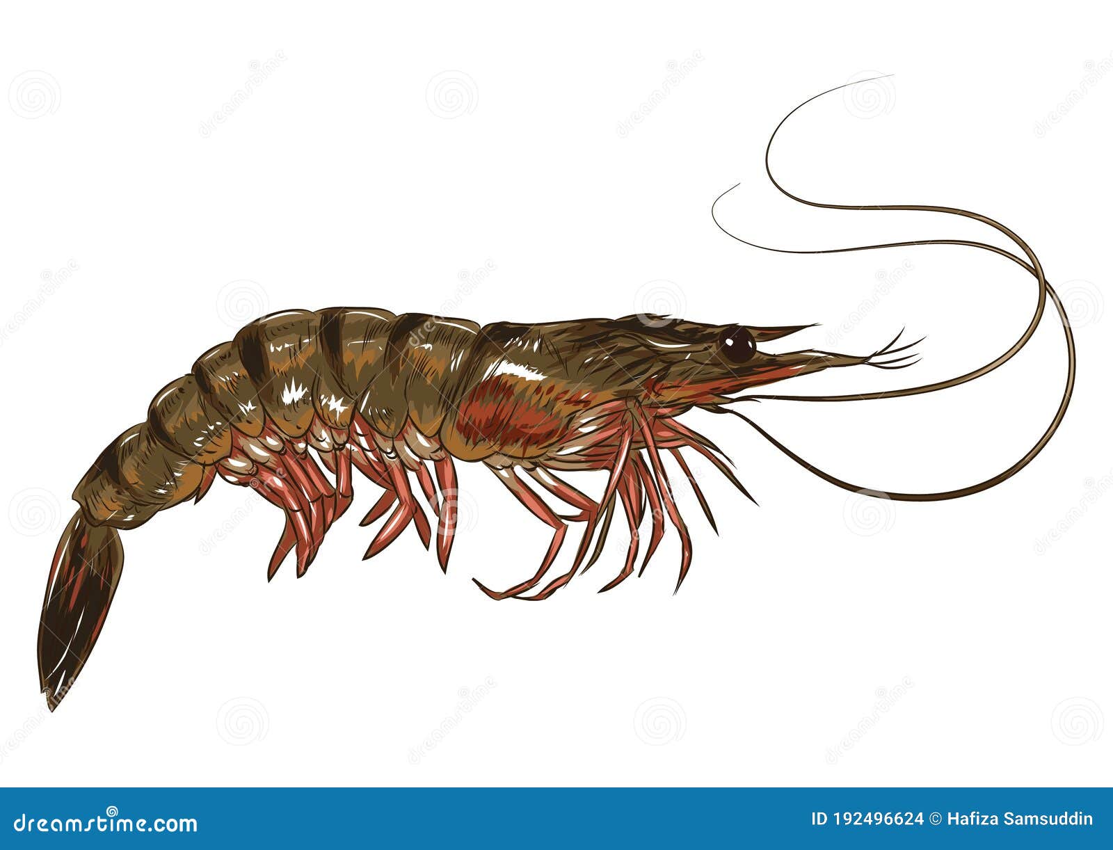 Prawn. Vector Illustration Decorative Design Stock Vector ...
