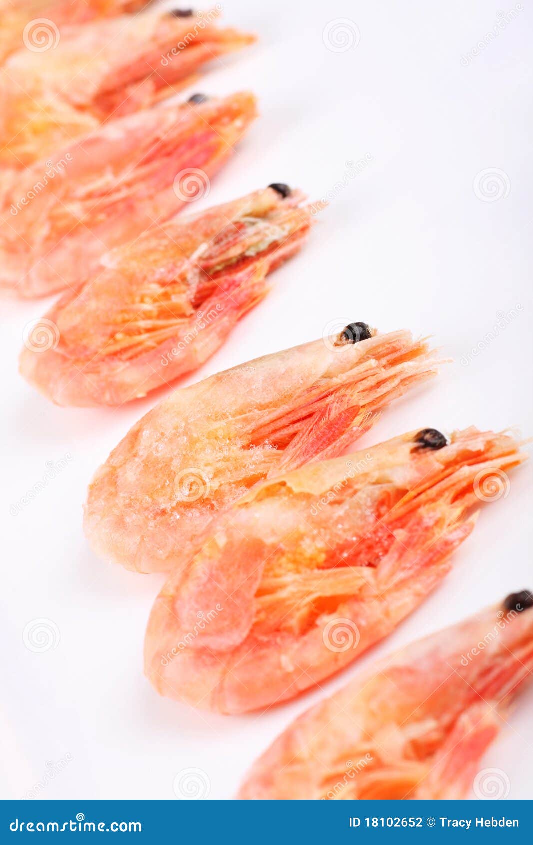 Prawns stock photo. Image of eating, line, disgusting - 18102652