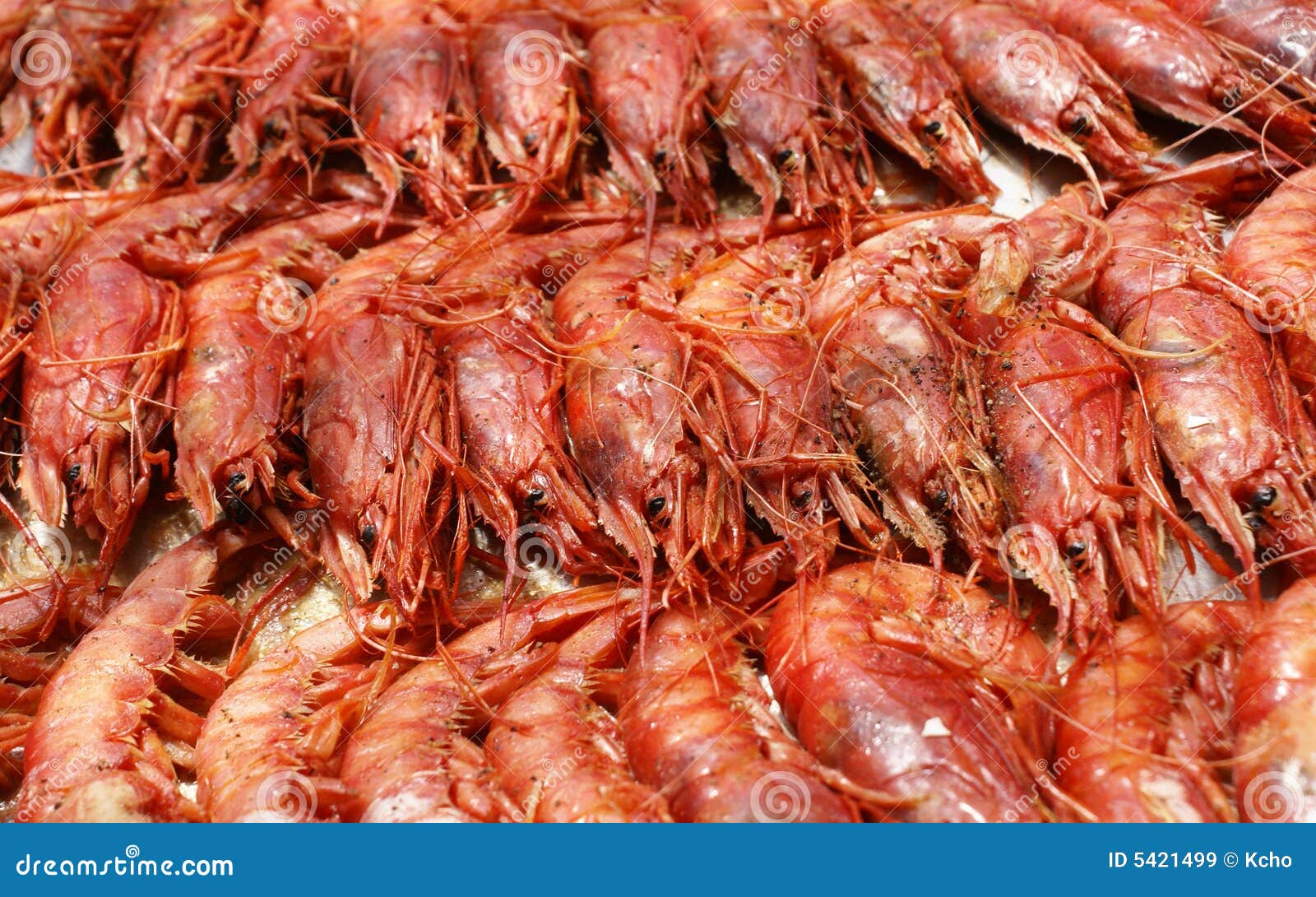 Prawns stock image. Image of cook, exotic, animals, gourmet - 5421499