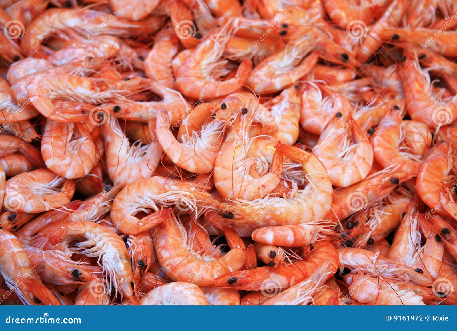 Prawns! stock photo. Image of macro, foodstuff, delicious - 9161972