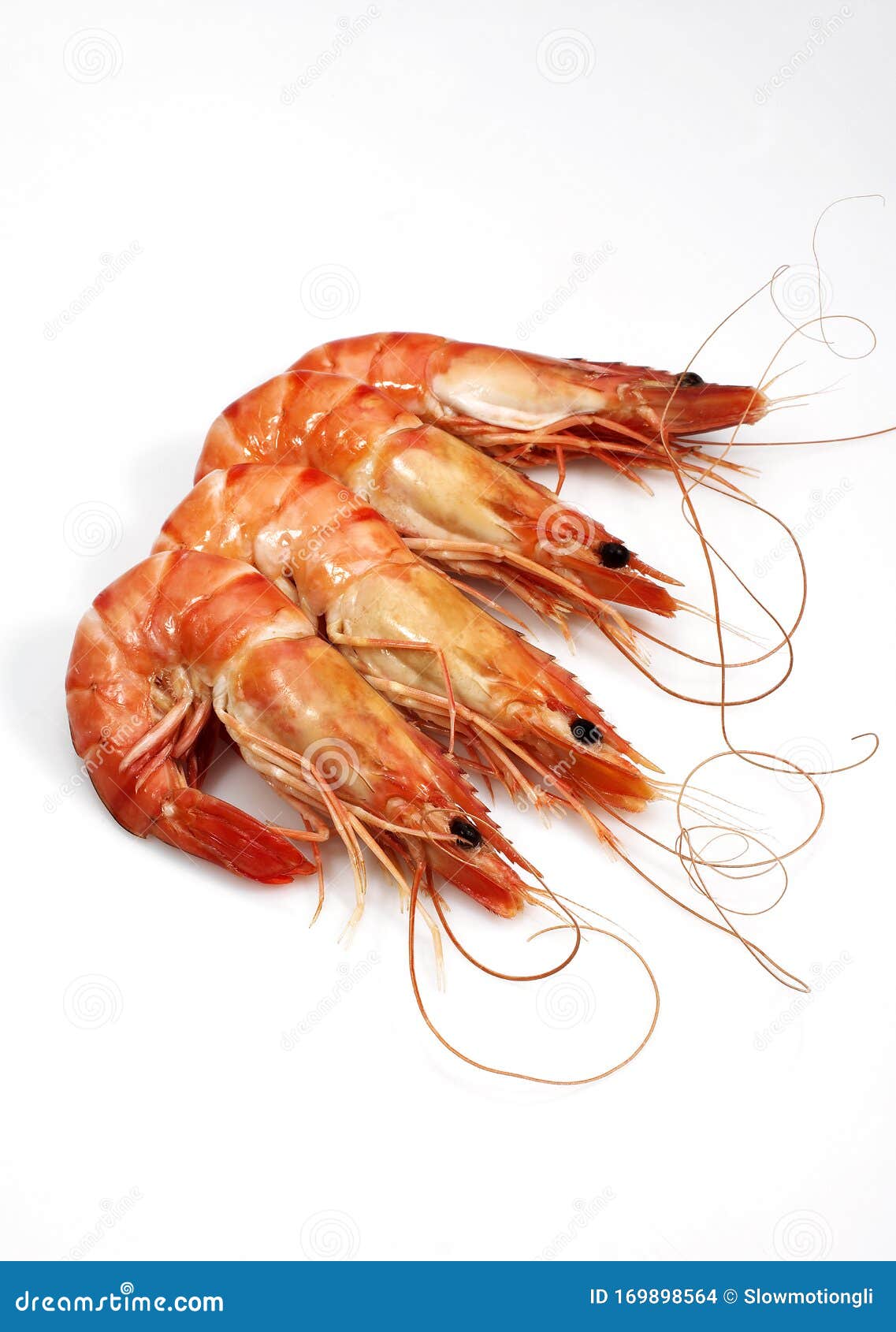 CREVETTE ROSE stock photo. Image of fish, seafood, group - 169898564