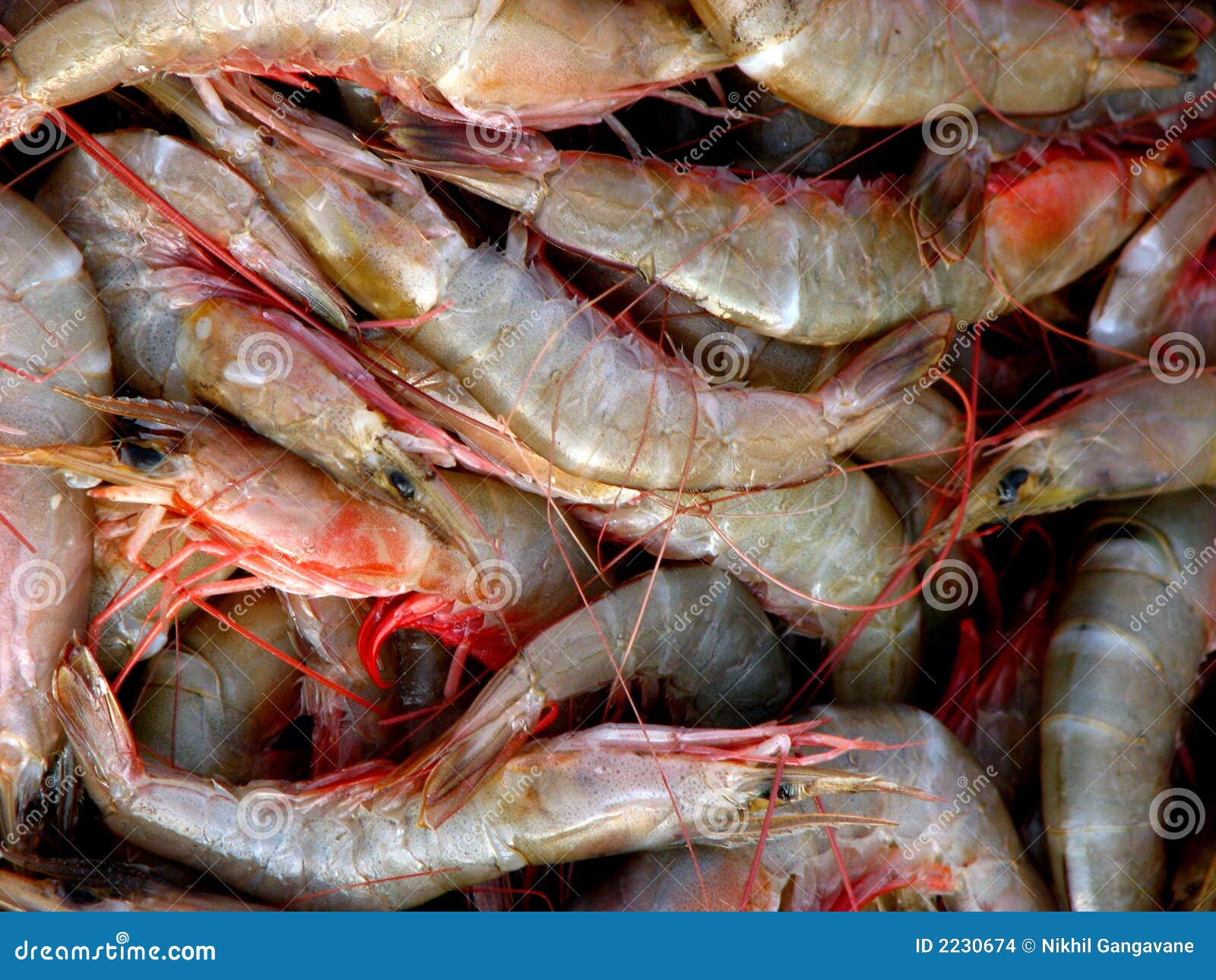 Prawns Background stock photo. Image of fins, detail, background - 2230674