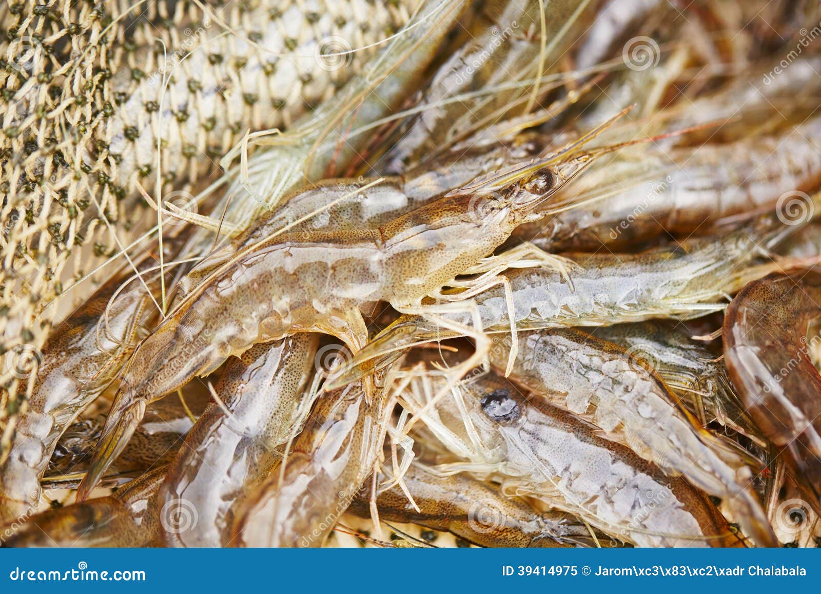 Prawns stock image. Image of market, closeup, heap, eating - 39414975