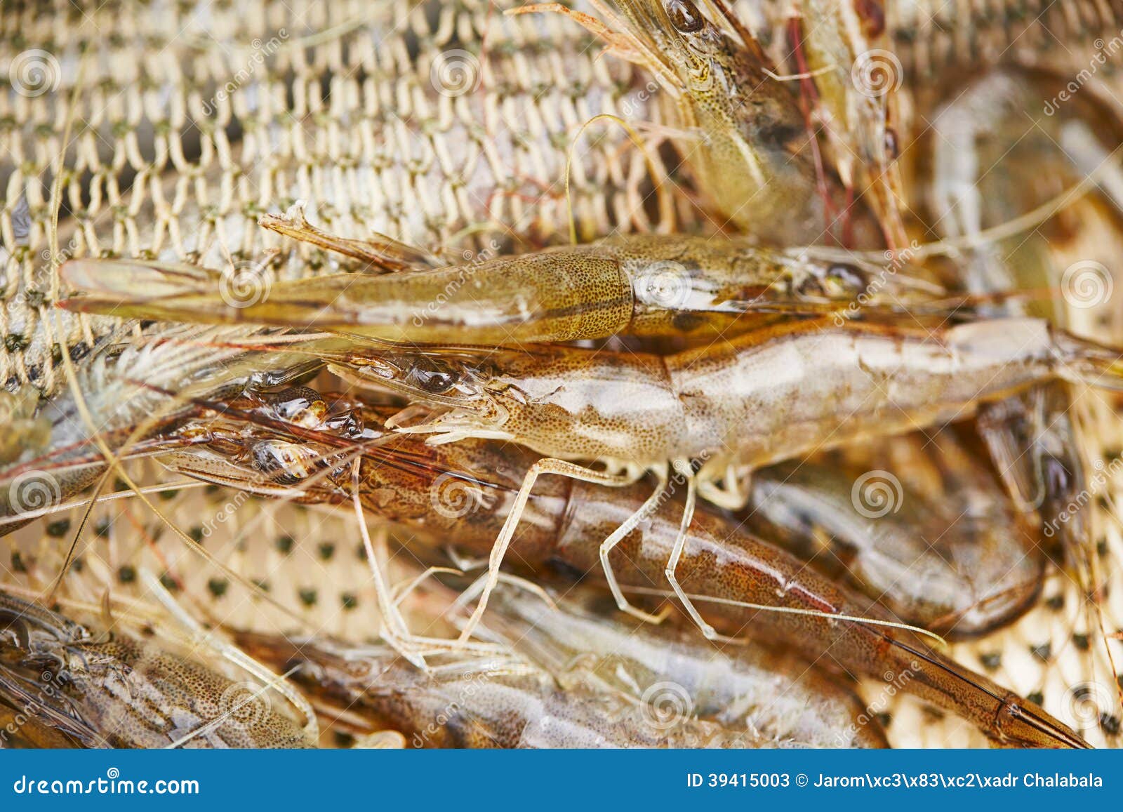 Prawns stock image. Image of fresh, alive, freshness - 39415003