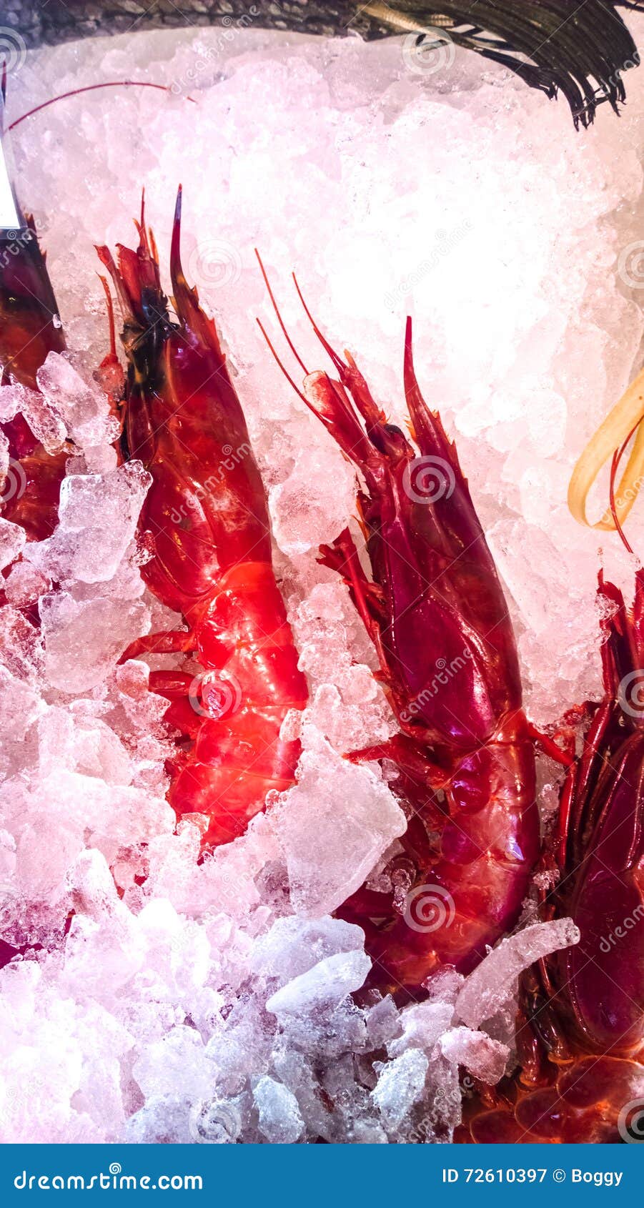 Prawns on Ice stock image. Image of shrimp, pink, prepared - 72610397