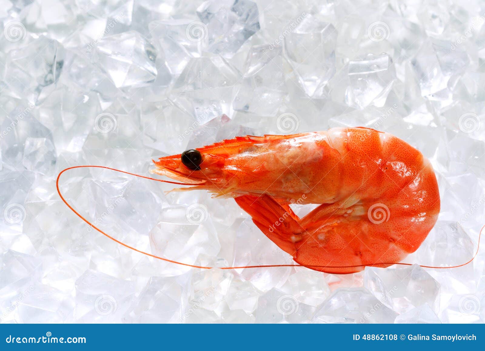 Prawns on Ice stock photo. Image of large, shrimp, gourmet - 48862108
