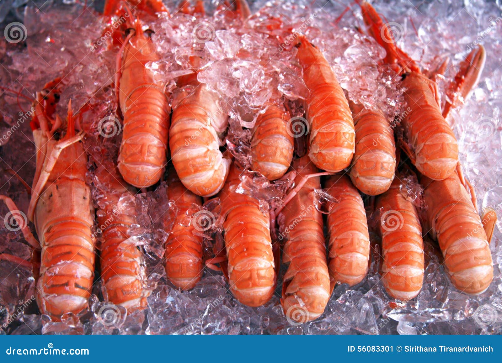 Prawns on ice stock image. Image of delicious, gourmet - 56083301