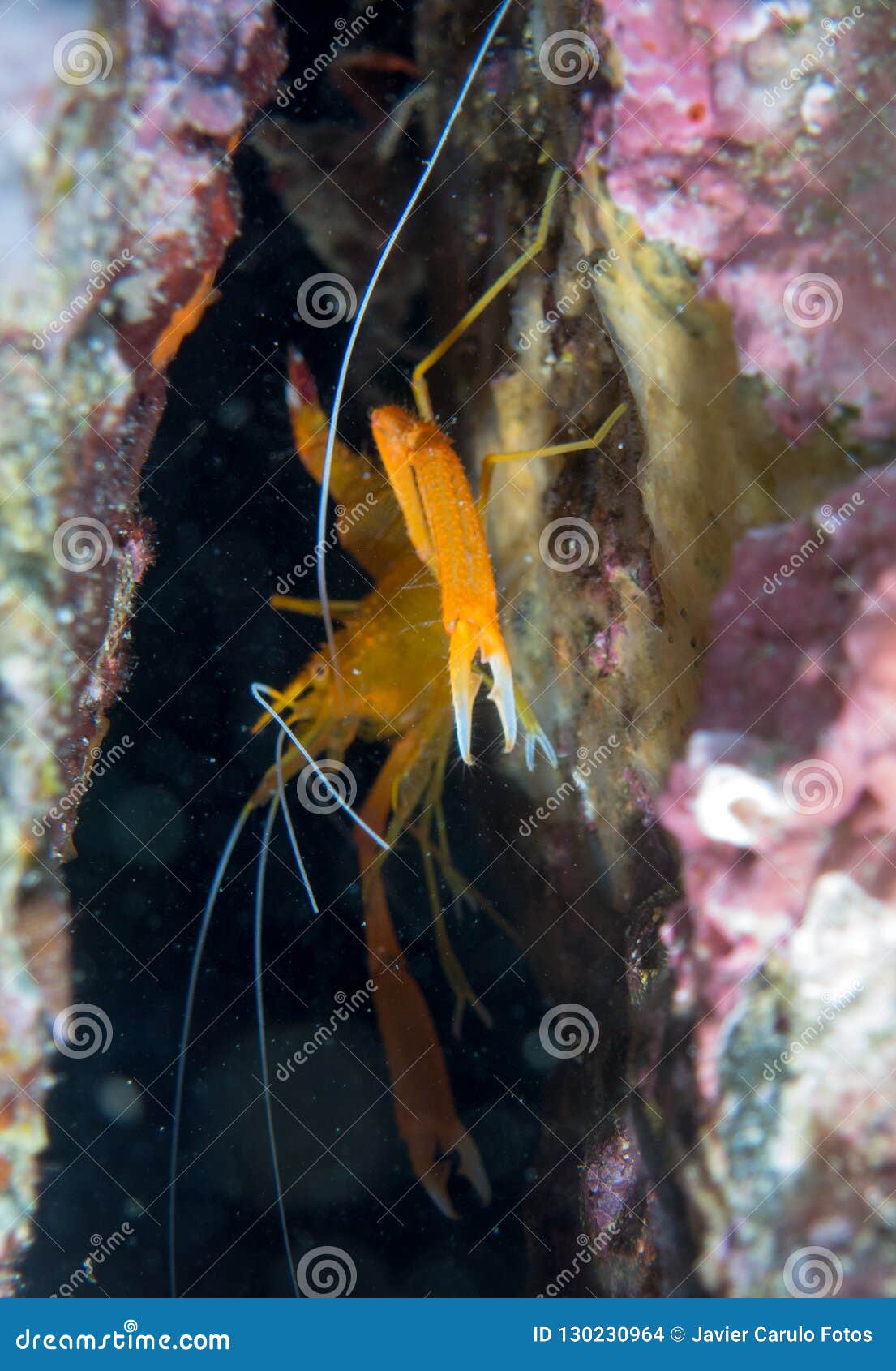 Prawns in the sea stock photo. Image of beach, closeup - 130230964