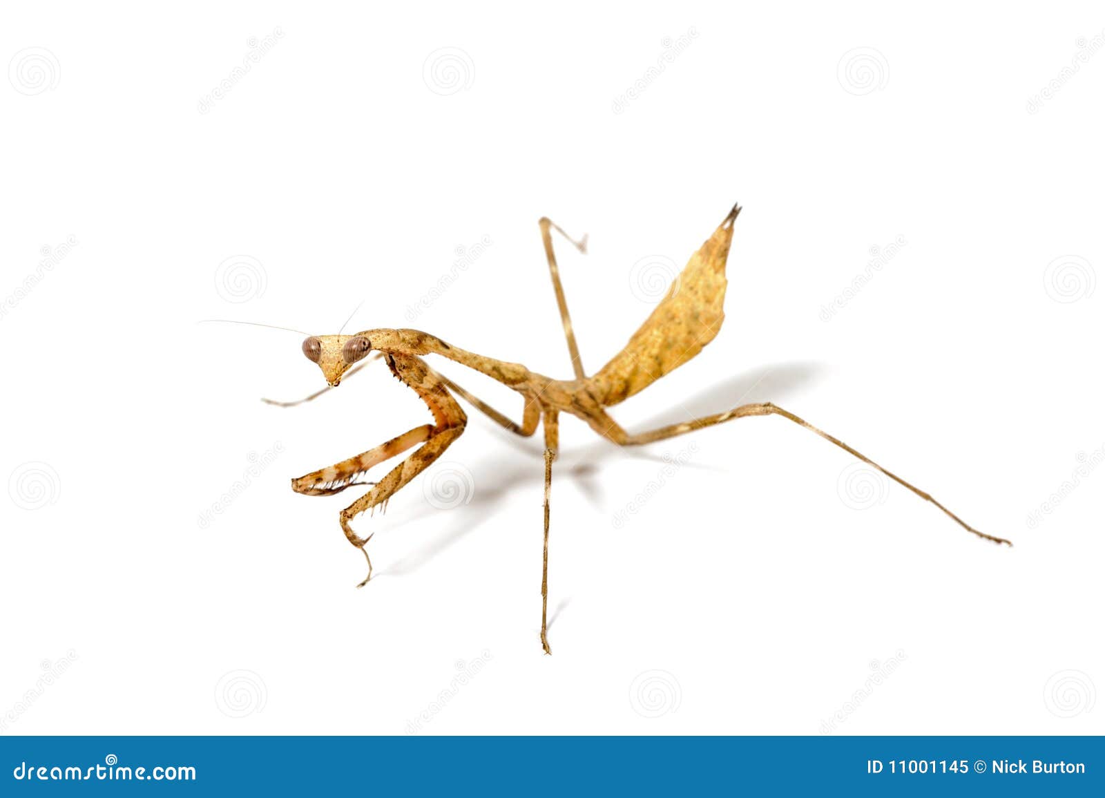 Pray Mantis stock image. Image of isolated, killer, nature - 11001145
