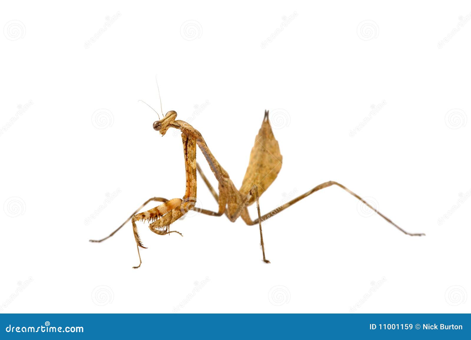 Pray Mantis stock image. Image of animal, pinnapavonis - 11001159