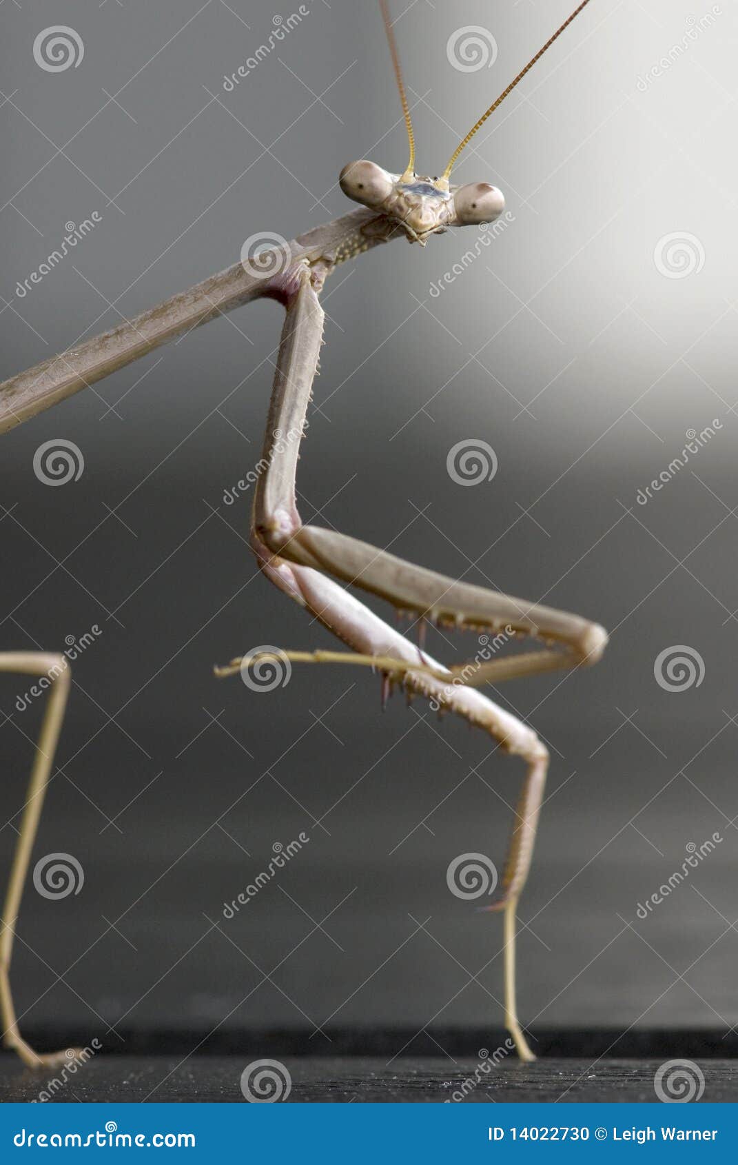 Pray mantis stock photo. Image of macro, wild, grey, antenna - 14022730