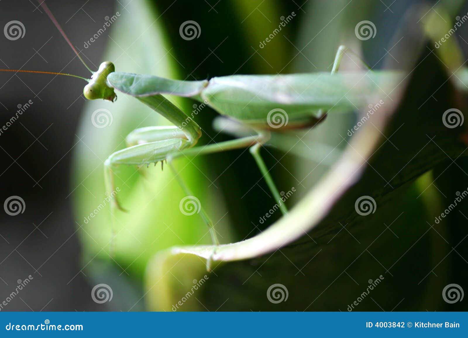 Pray Mantis stock photo. Image of macro, garden, praying - 4003842