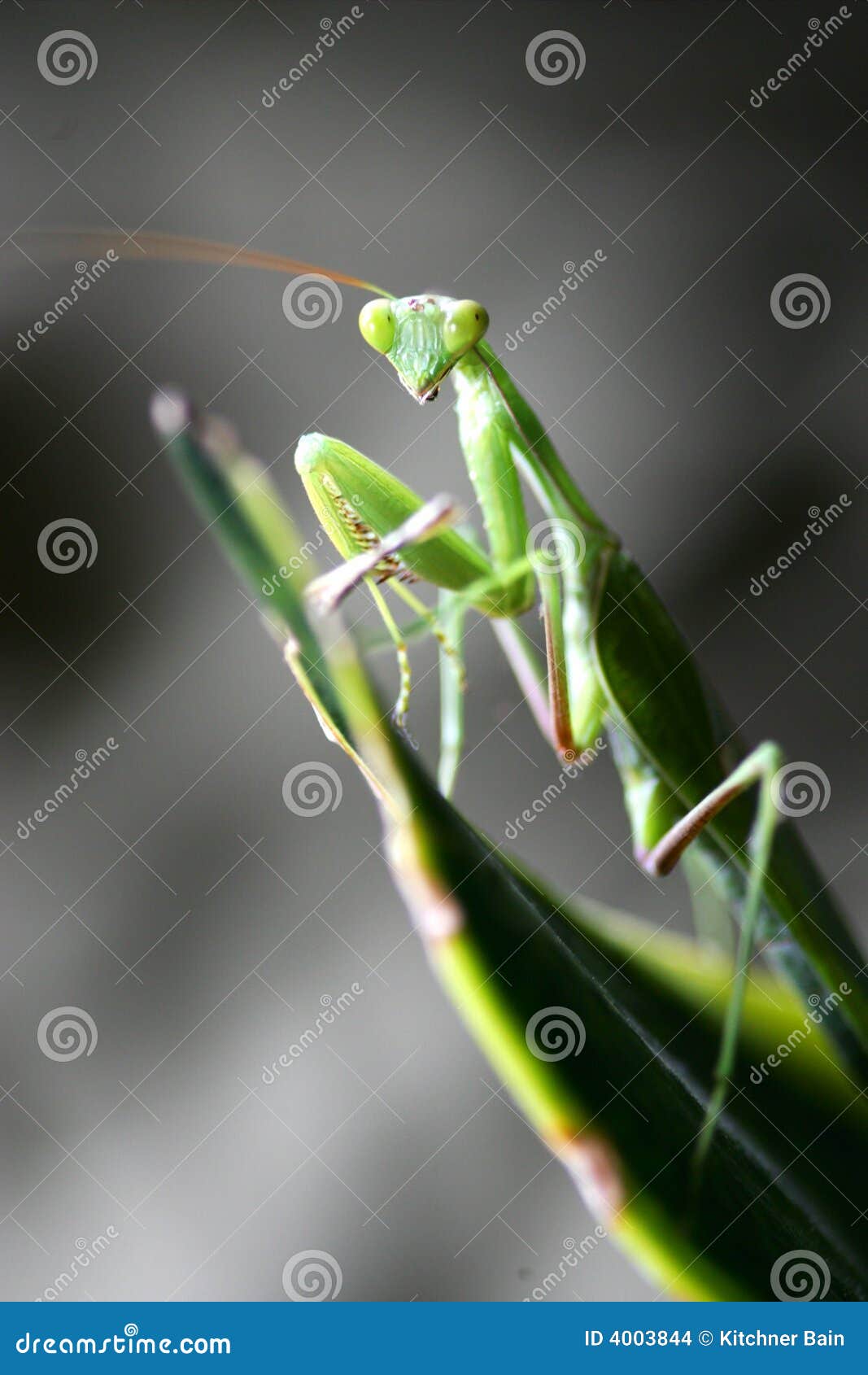 Pray Mantis stock photo. Image of prayingmantis, green - 4003844
