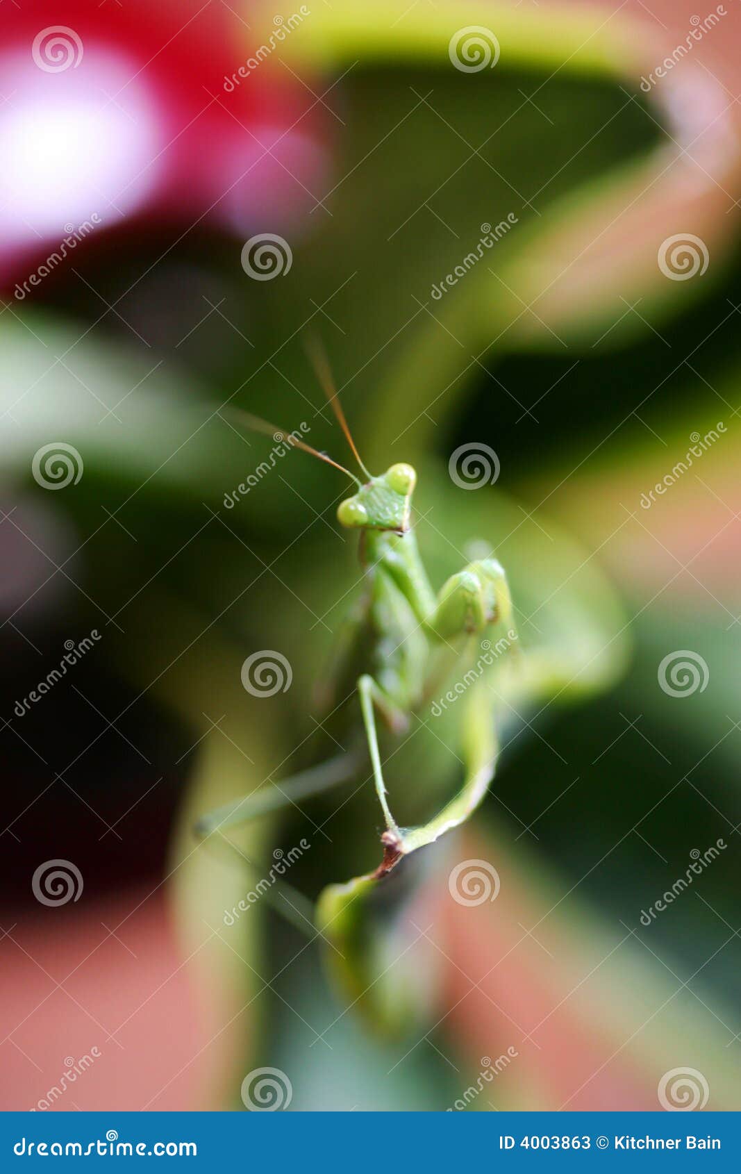 Pray Mantis stock image. Image of mantis, macro, prayingmantis - 4003863