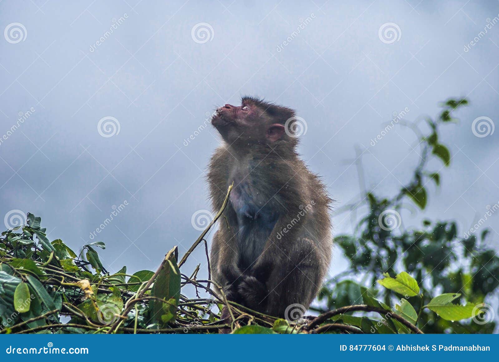 Oh God stock photo. Image of nature, serene, jungle, alone - 84777604