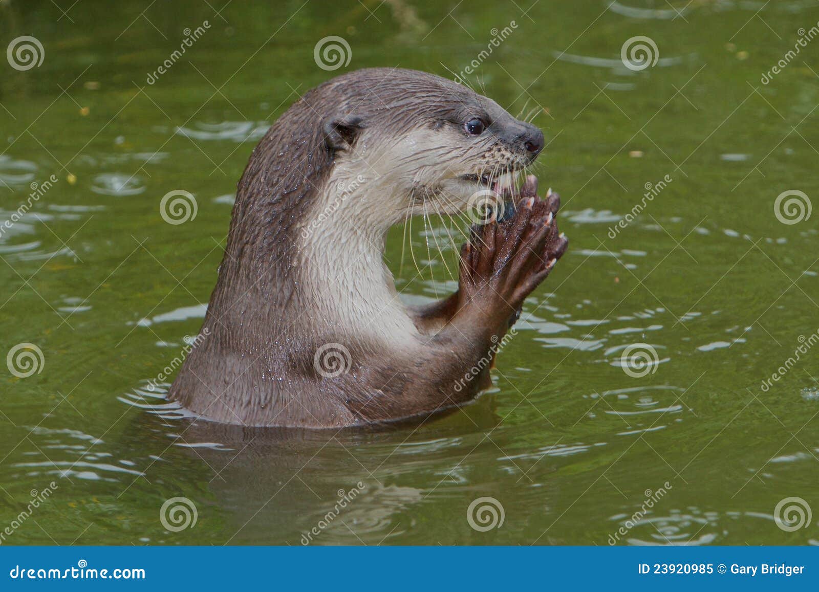 Pray for some fish. stock image. Image of endangered - 23920985