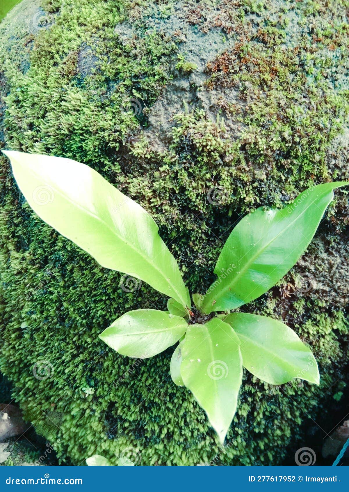 The Prayer Flower Seed Grows on a Rock Stock Photo - Image of grows ...