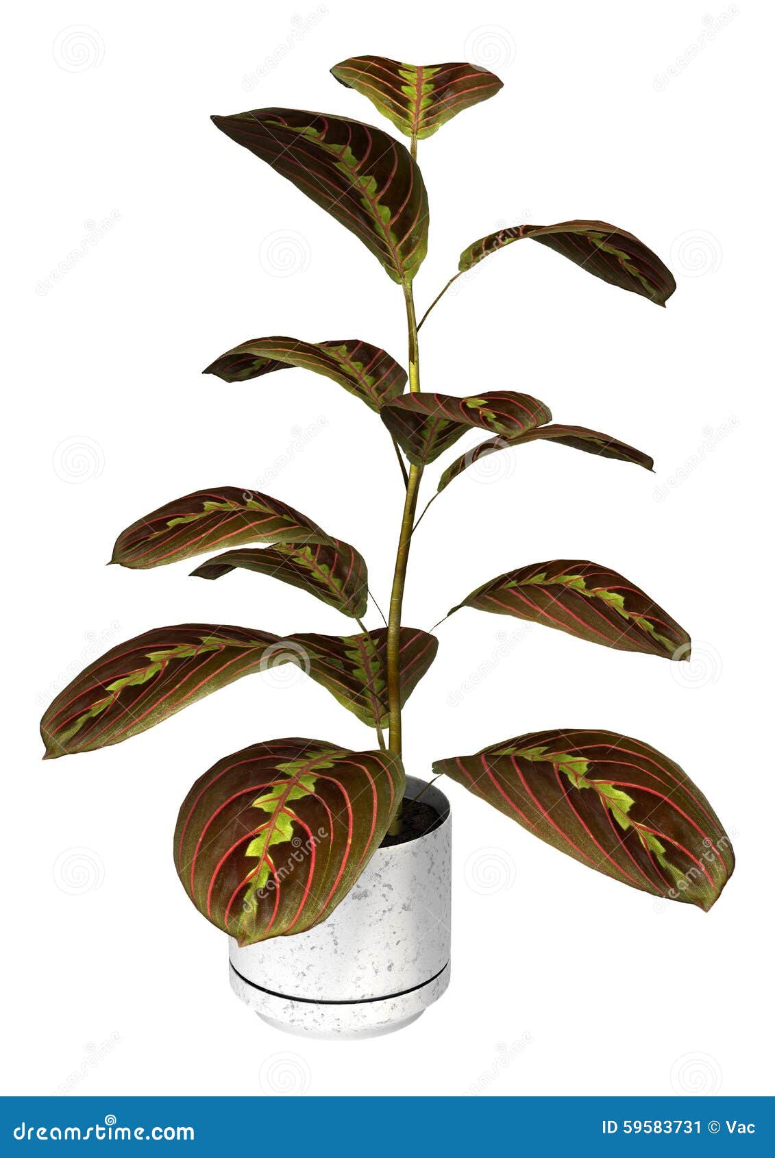 Maranta Leuconeura Prayer Plant Hand Drawing Green Color Sketch ...