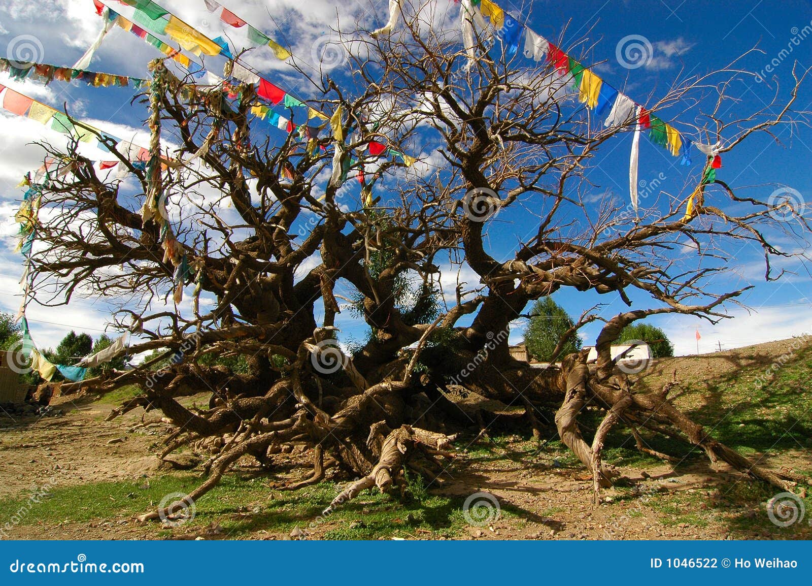 Prayer Tree stock photo. Image of tibet, blue, tree, branches - 1046522