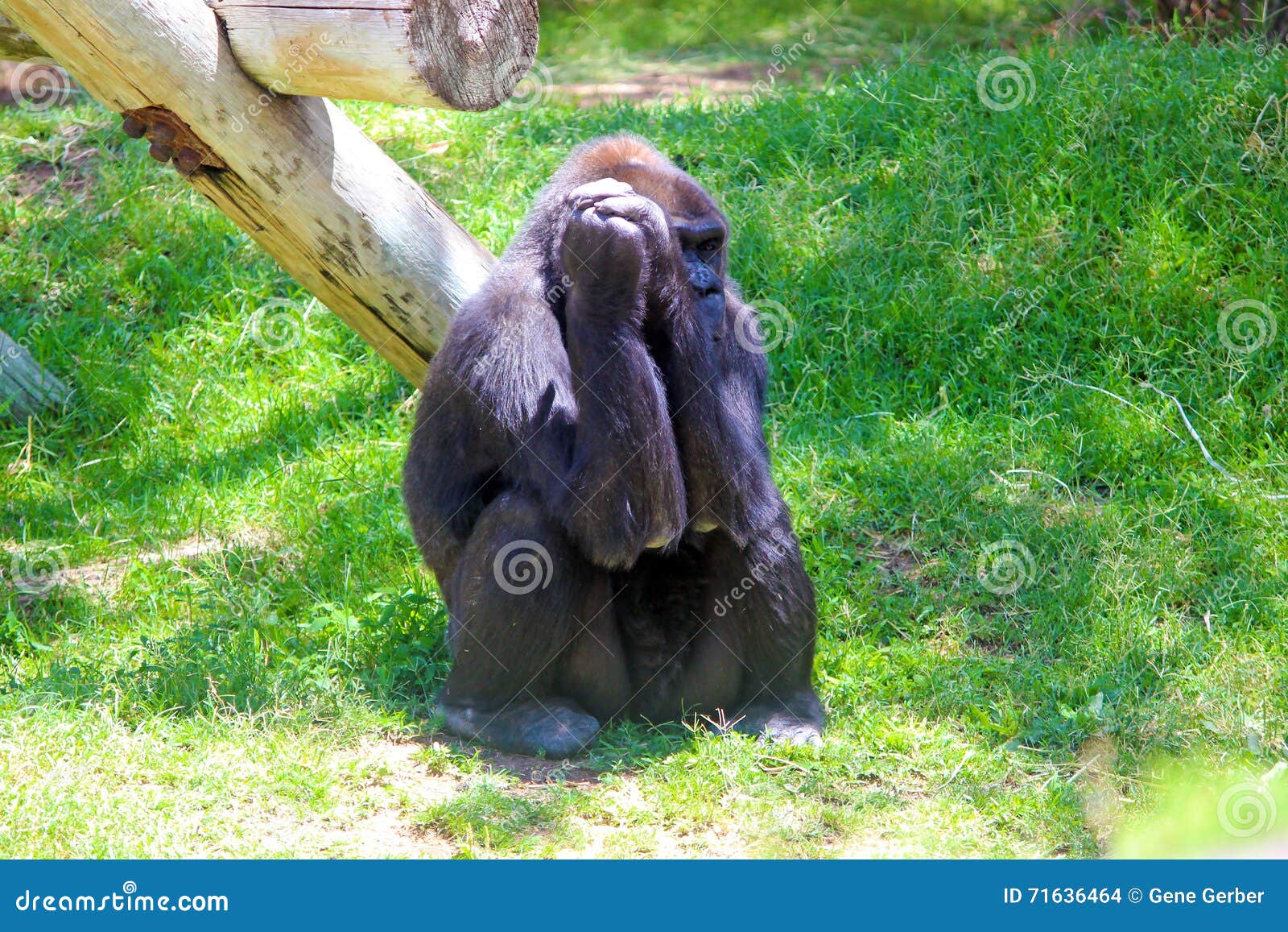 Praying Ape stock photo. Image of grond, nature, logs - 71636464