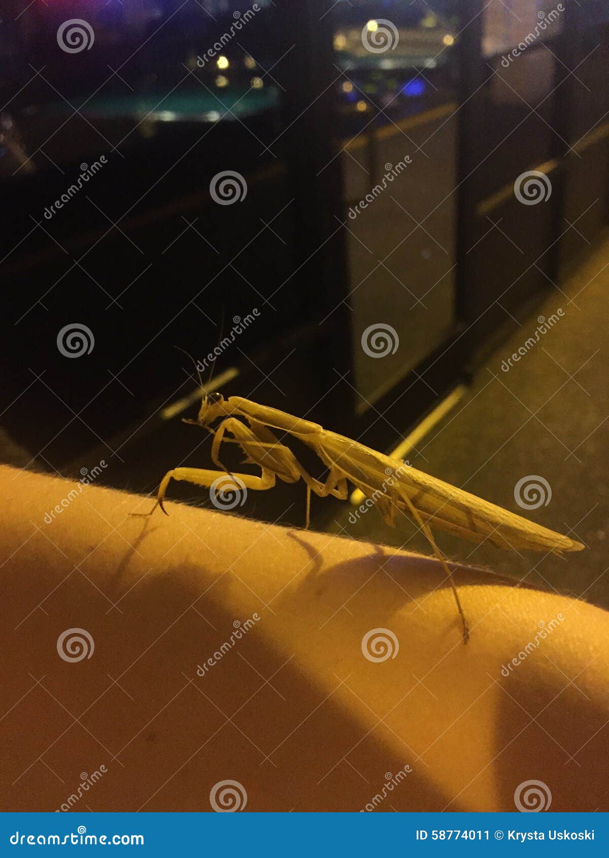 Praying at the bar. stock image. Image of mantis, praying - 58774011