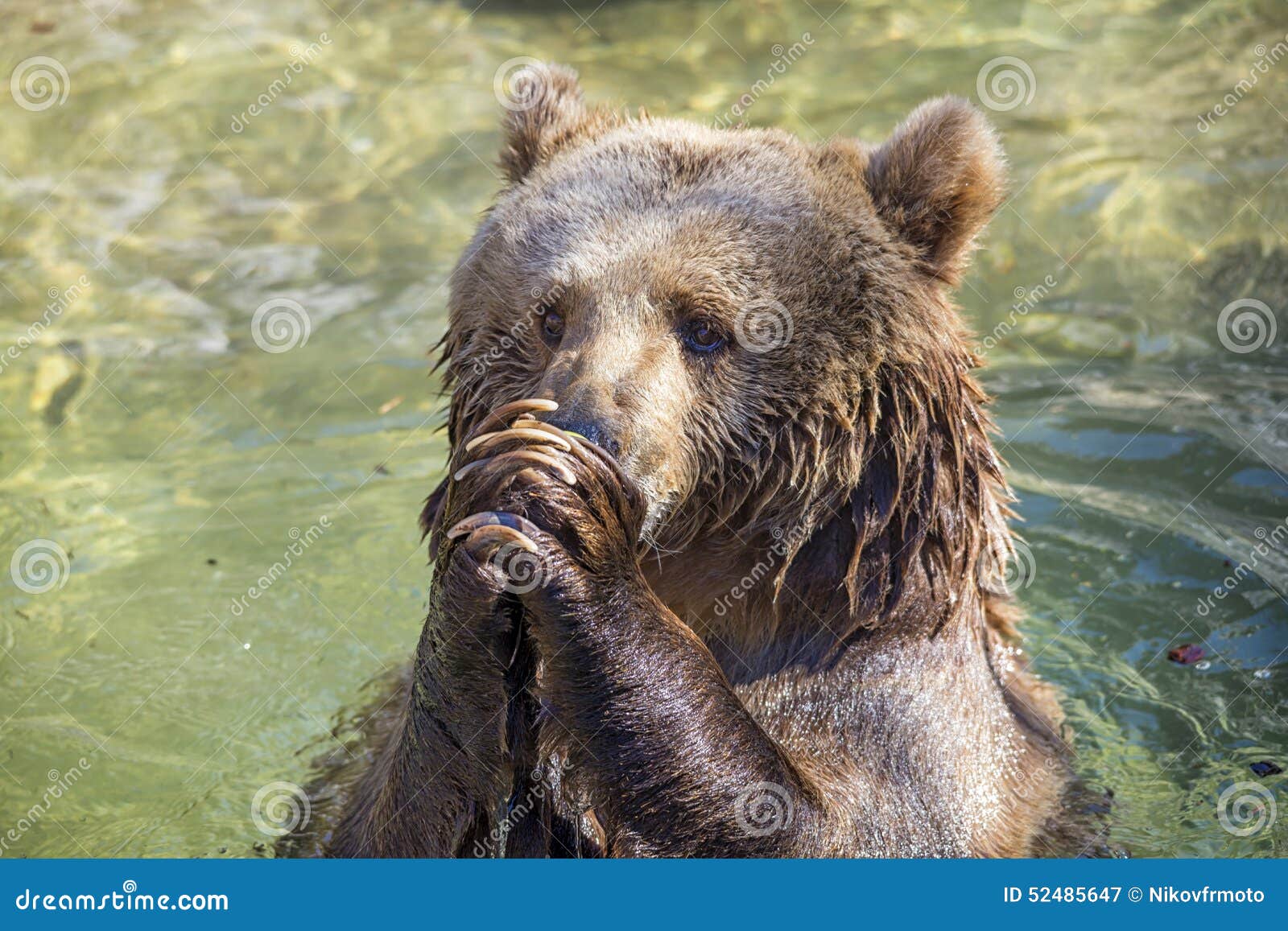 Praying bear stock image. Image of animal, summer, baby - 52485647