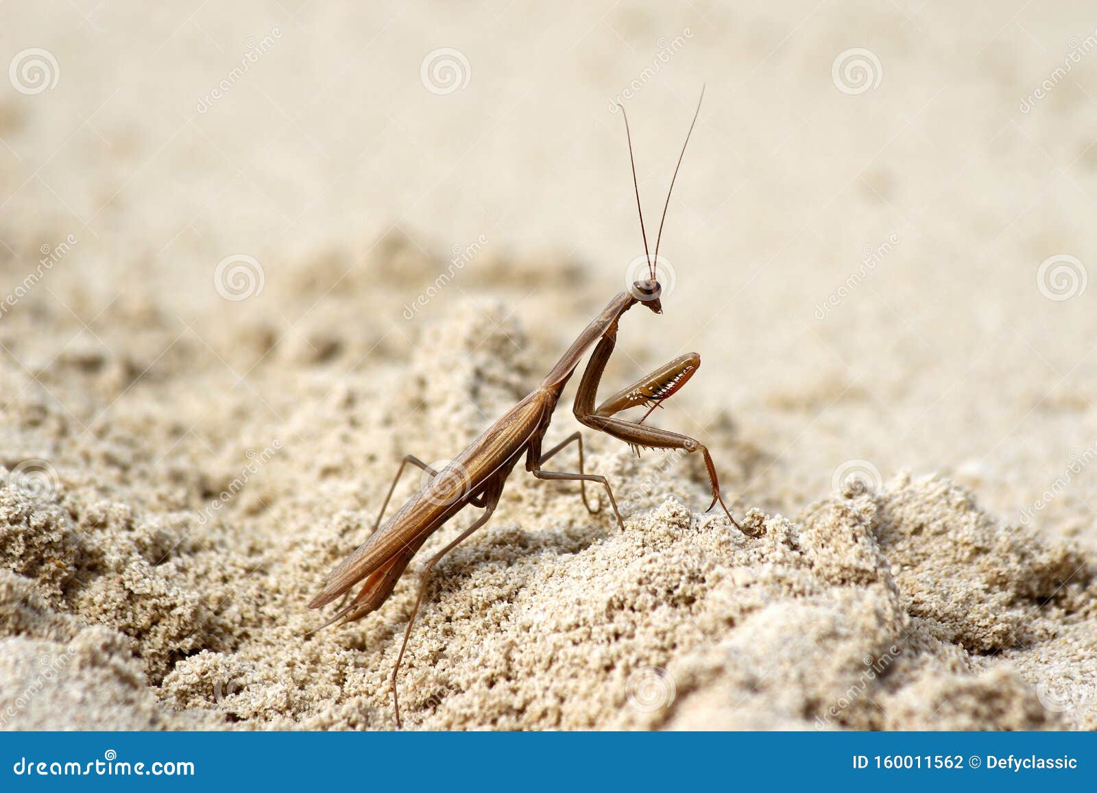 Praying brown mantis stock photo. Image of claws, carnivore - 160011562