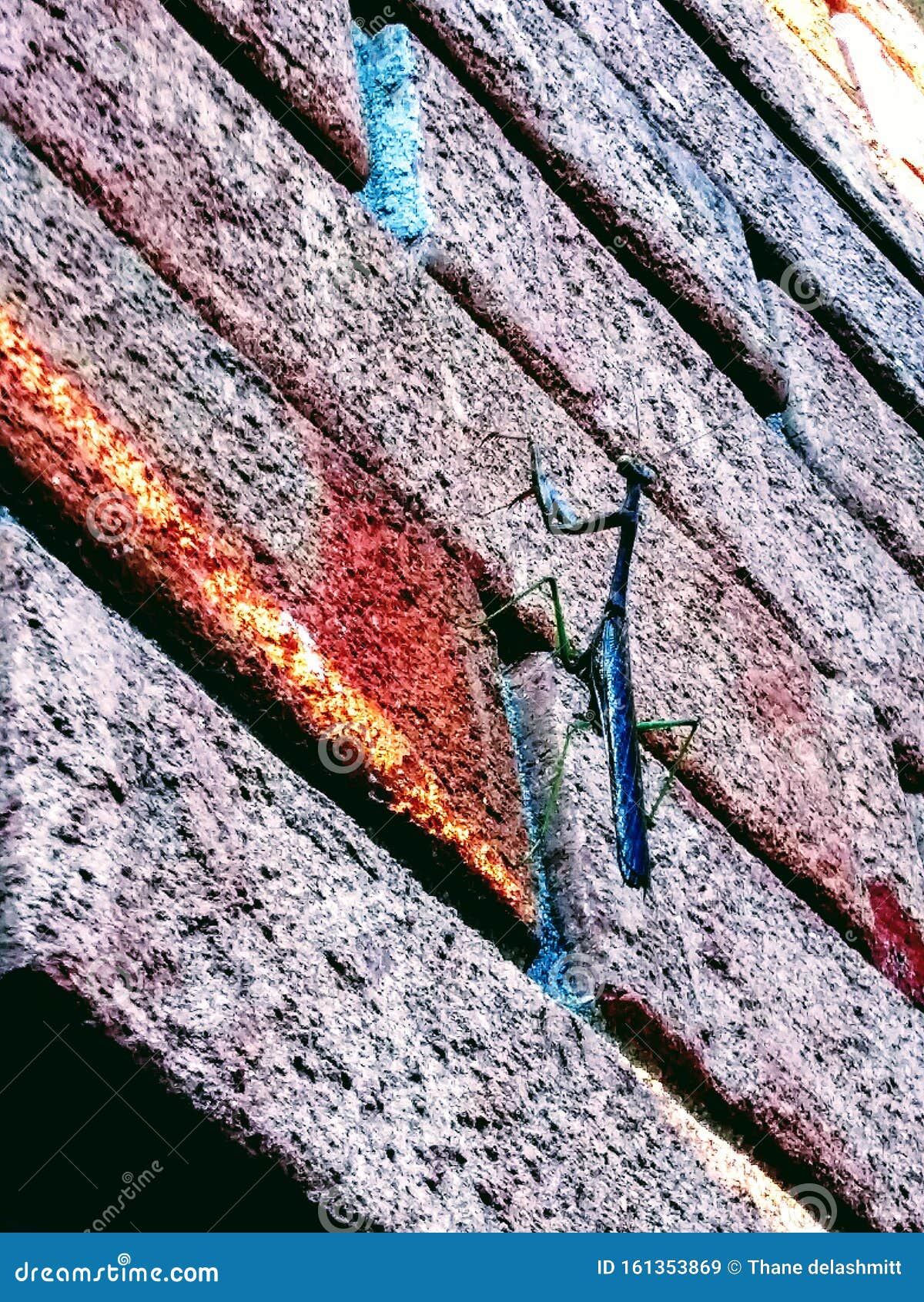 Praying bug stock image. Image of insect, wings, praying - 161353869