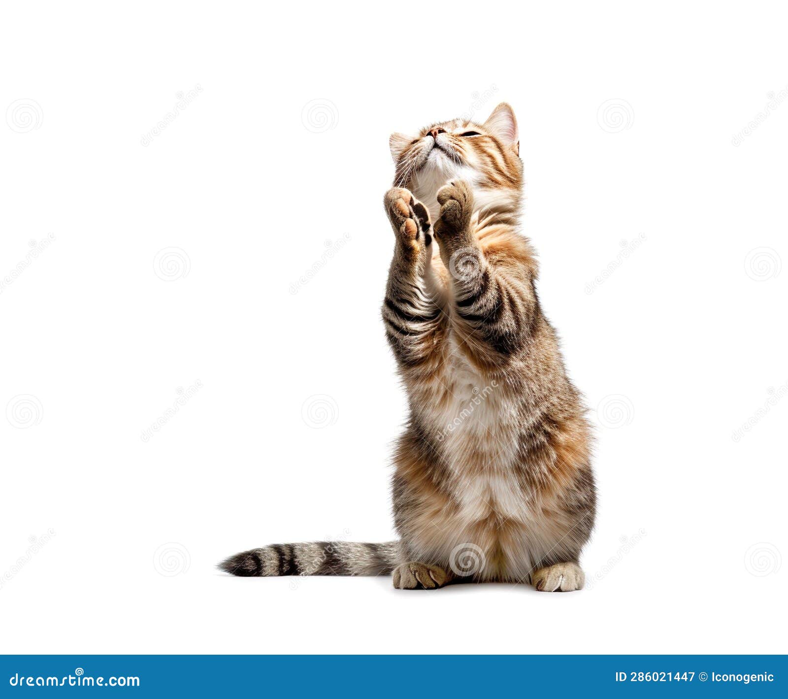 Funny Praying Mantis In A Tiny Suit With A Goofy Grin Royalty-Free ...