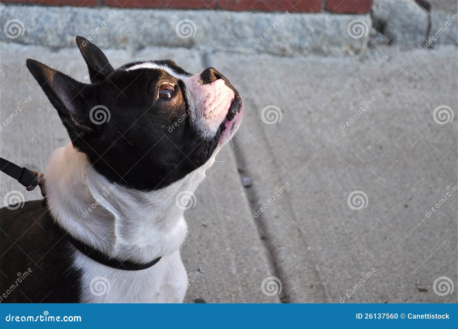 Praying Dog stock photo. Image of horizontal, caring - 26137560