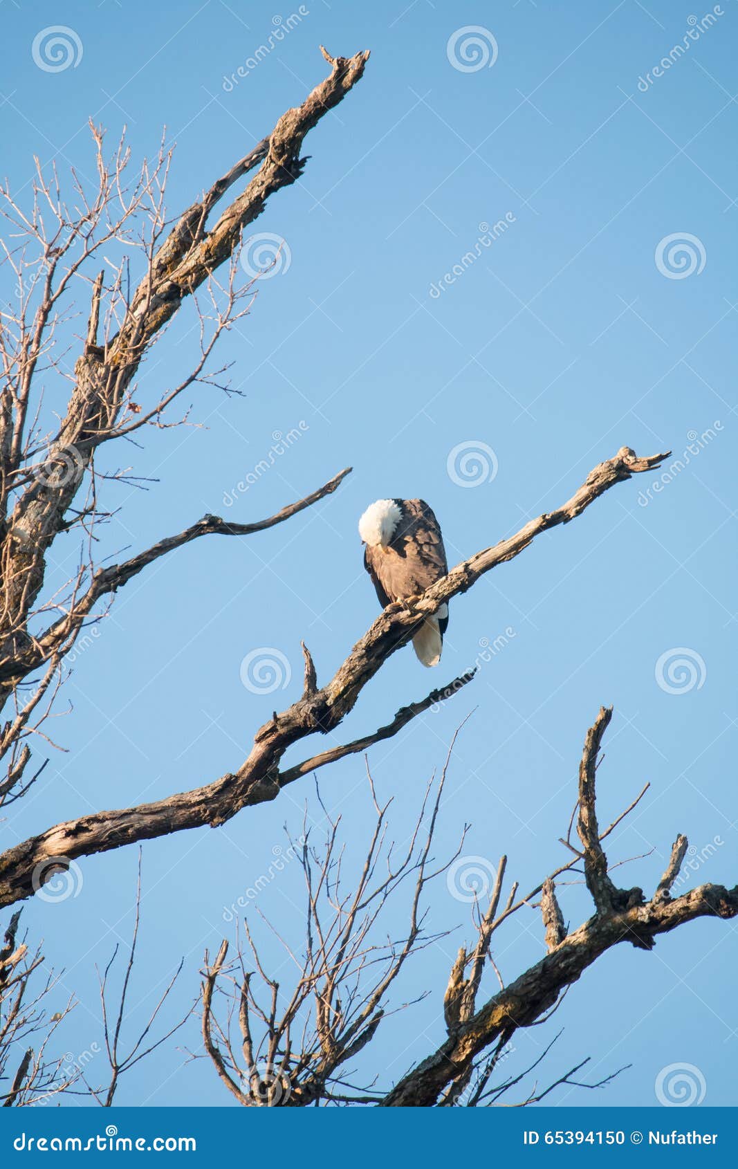 Praying Eagle stock photo. Image of tree, bowing, looking - 65394150