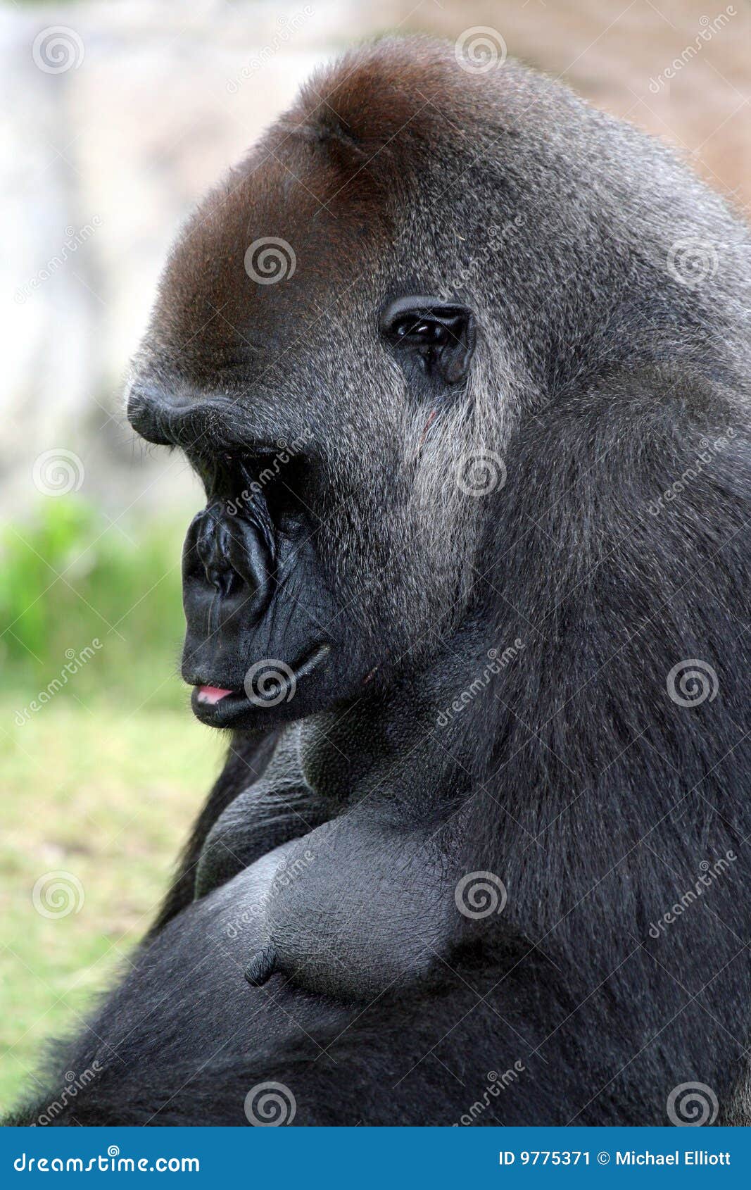 Praying Gorilla stock image. Image of hairy, captured - 9775371
