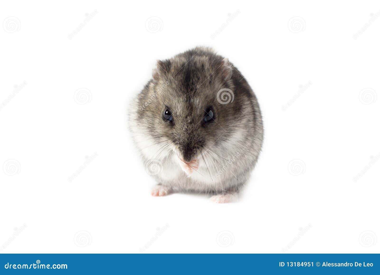 Praying Hamster stock image. Image of standing, russian - 13184951