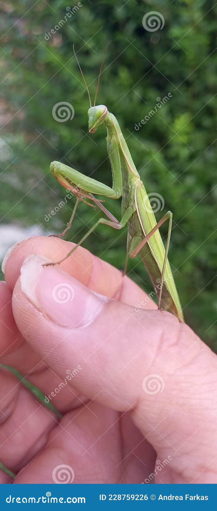 This Praying Locust is Still Sunbathing a Bit Stock Photo - Image of ...